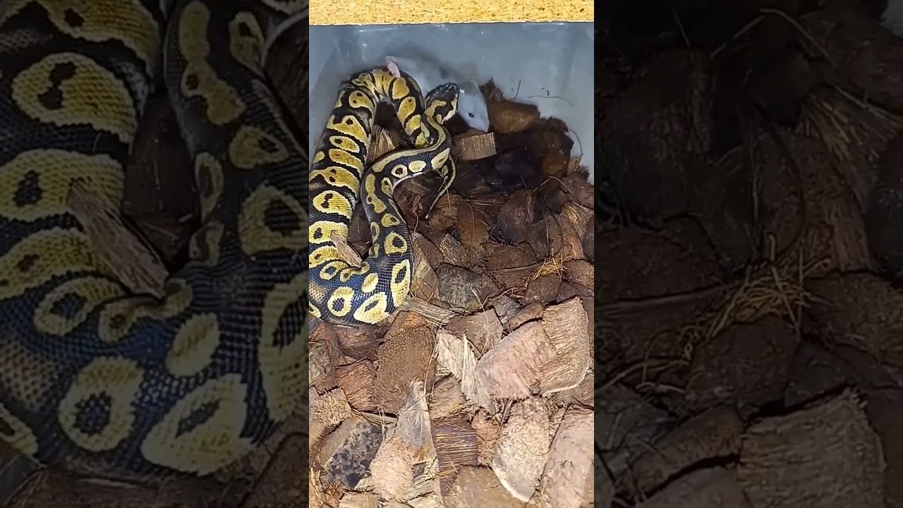 Ball Python Feeding Live Rat Pup Strike