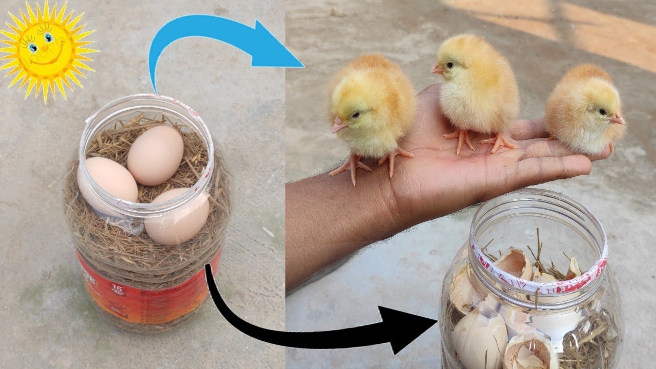How to hatch eggs at home without incubator // Incubator plastic box help sunlight 100% result