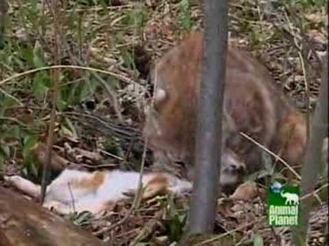 Bobcat hunting a rabbit | Natural History
