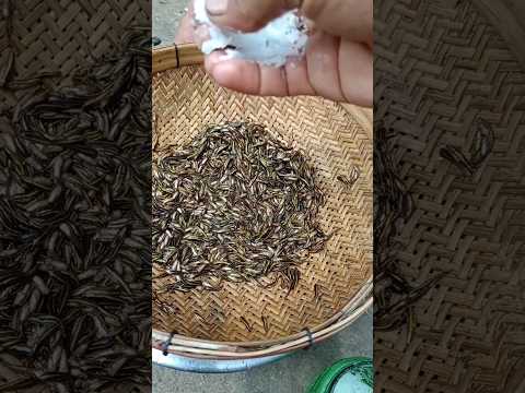 the time of killing. snakehead baby Fish #fishing #fishingvideo #trending #shorts