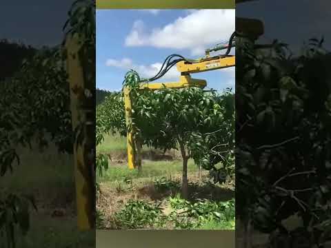 Mango tree pruning #farming #technology
