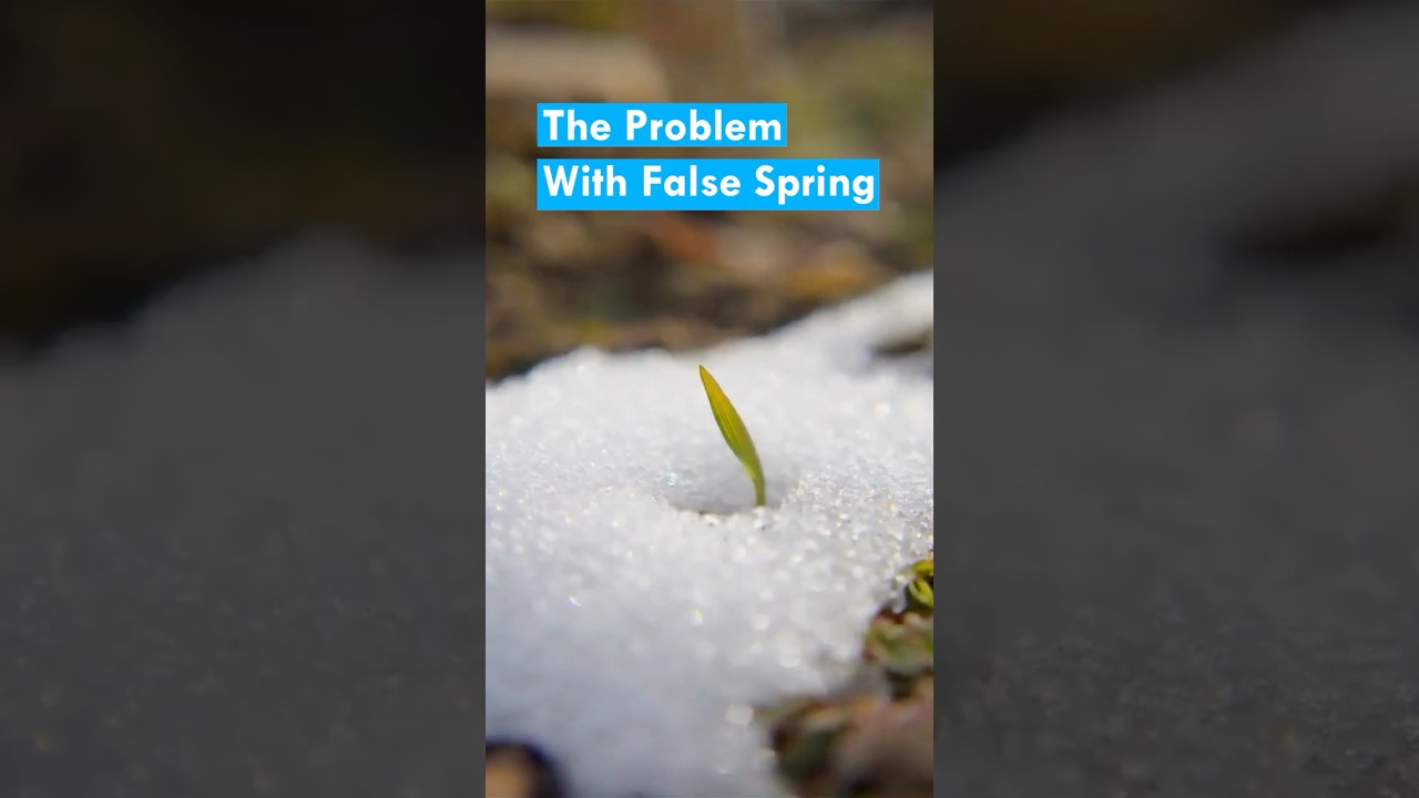 False spring is more dangerous than you think