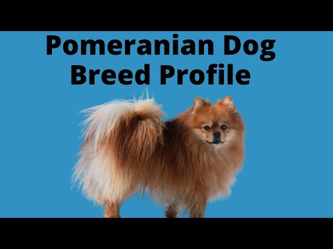 Pomeranian Dog Breed Profile