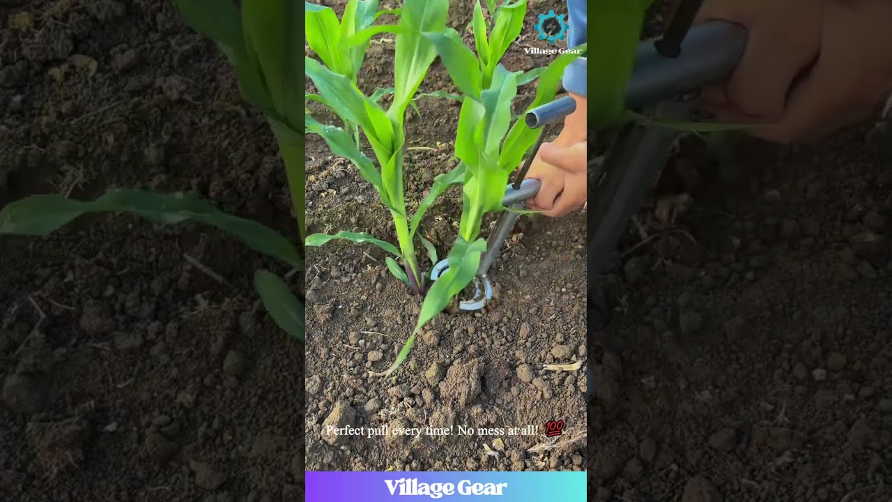 Genius Corn Planting Tool! 🌱 Oddly Satisfying! #farminghacks #gardening #gadgets #satisfying