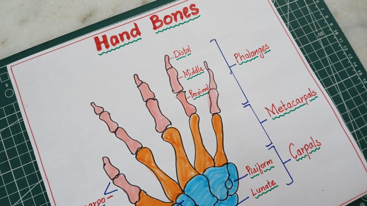 How to draw hand bones / Hand bones drawing step by step 