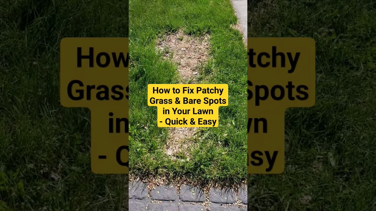 #shorts How to fix patchy grass and bare spots in your lawn - quick & easy #lawncare#lawnmaintenance