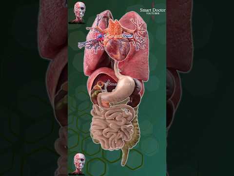 Your lovely internal organs. 🫀🫁