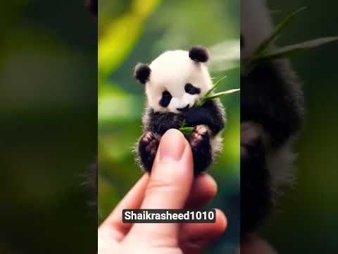 cute 😍 #shaikrasheed1010 #animatedcartoon #ytshorts #love #cartoon #cute #animals #panda