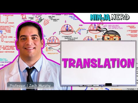 Cell Biology | Translation: Protein Synthesis ????