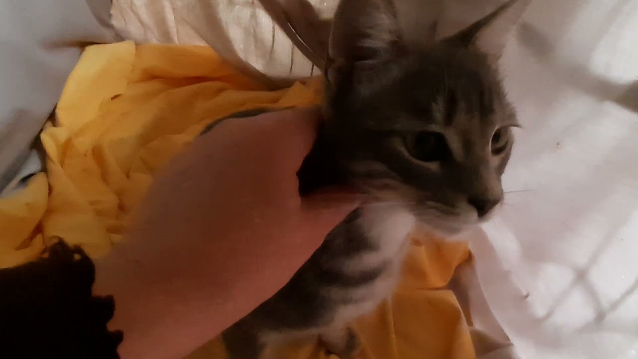 Tiddles | Little Tigers