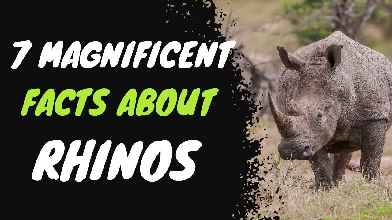 Magnificent Facts About Rhinos