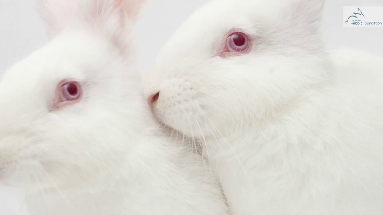 The Truth About Rabbits With Ruby Eyes