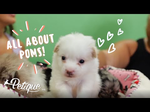 Pomeranians 101: All About Pomeranian's with an Expert and Petique