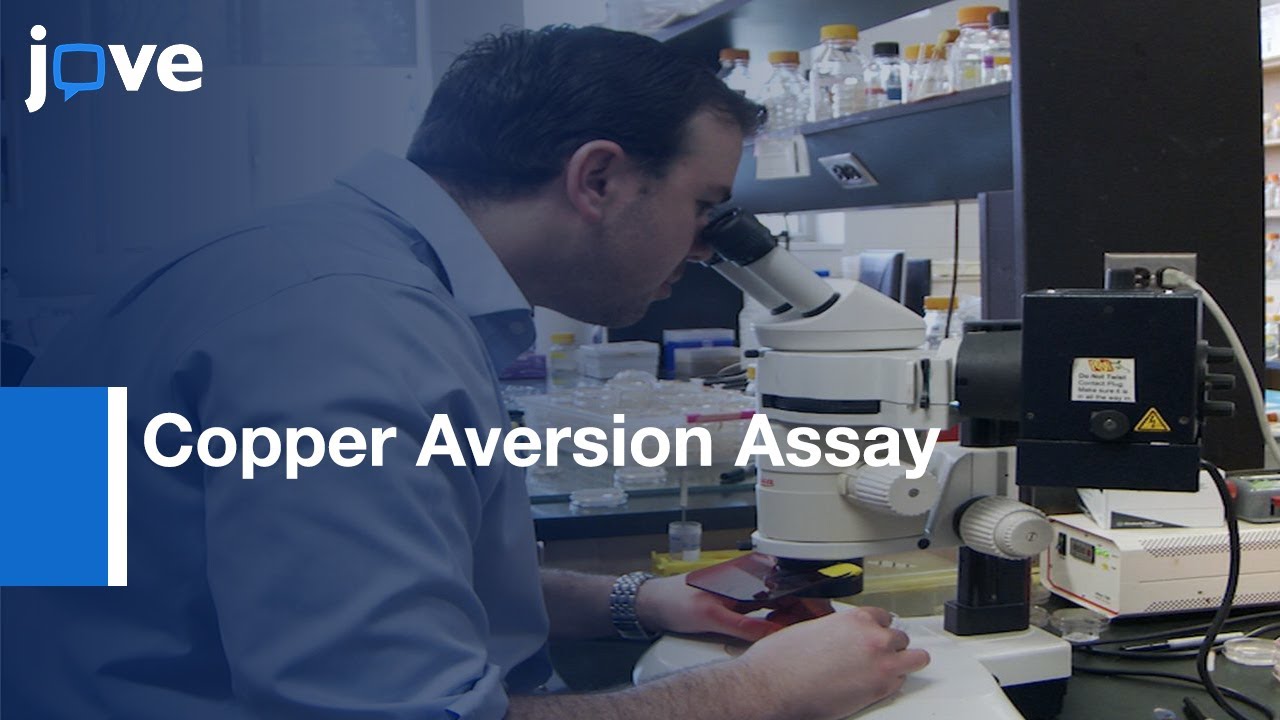 C. elegans Nutritional-status by Copper Aversion Assay | Protocol Preview