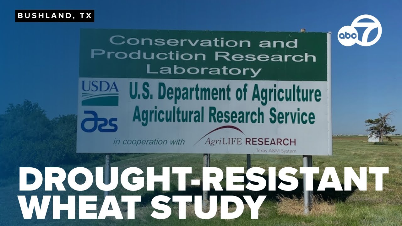 Farmers meet in Bushland to study drought-resistant hybrid wheat varieties