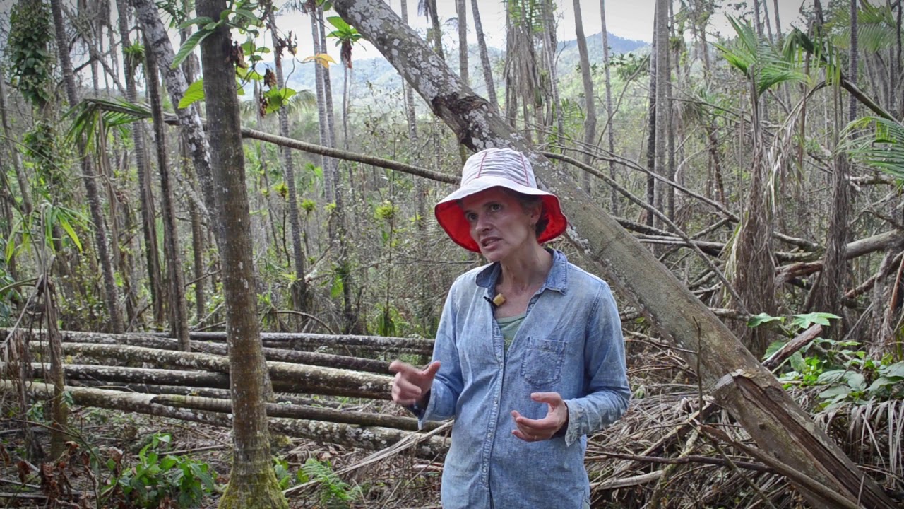 Puerto Rico Trees