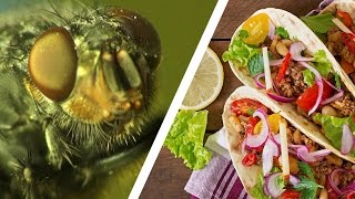 What Happens When Flies Land In Your Food?