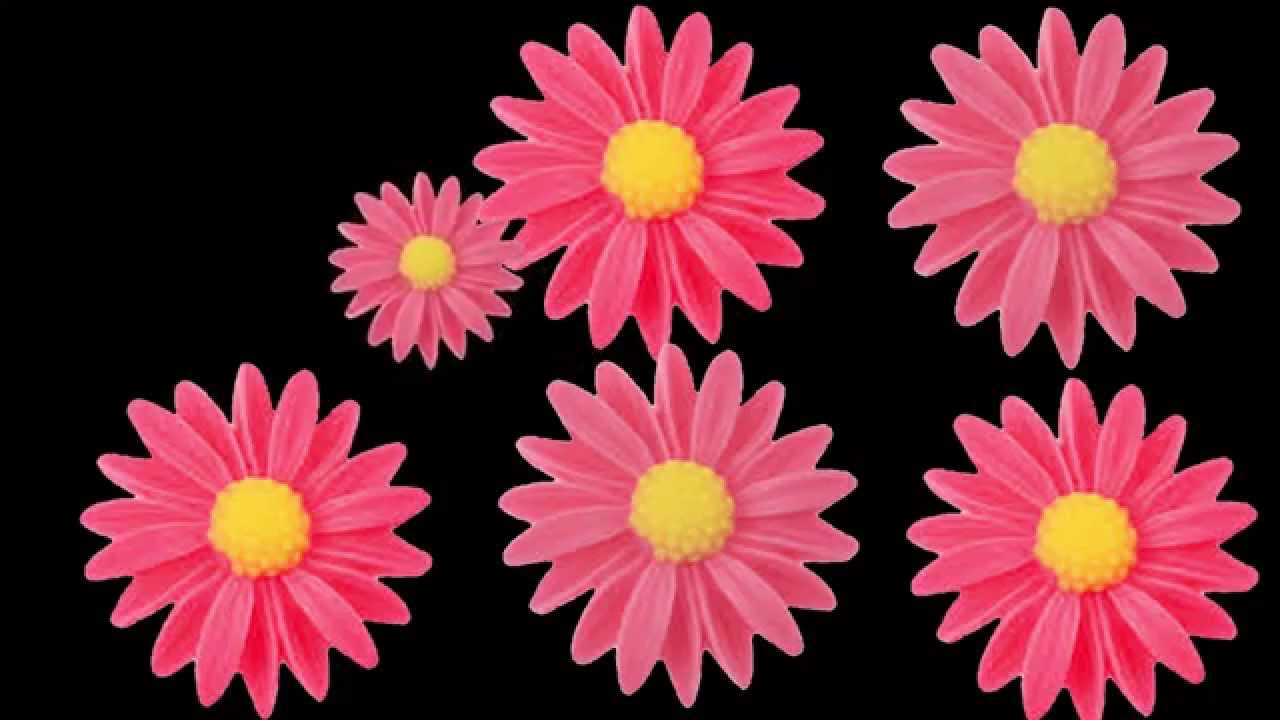 Free HD Background | Pink Floral