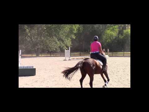 Condor @ Sigmon Farm Park Jumper Show