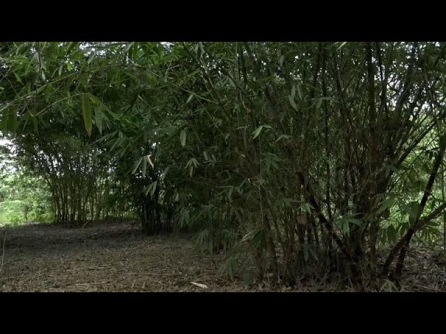 Deforestation in Uganda - Causes, Effects, Rate Forest Cover Loss