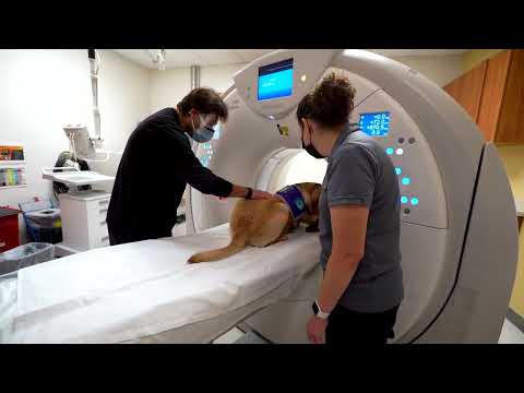 Dreamer the Facility Dog | Having a CT