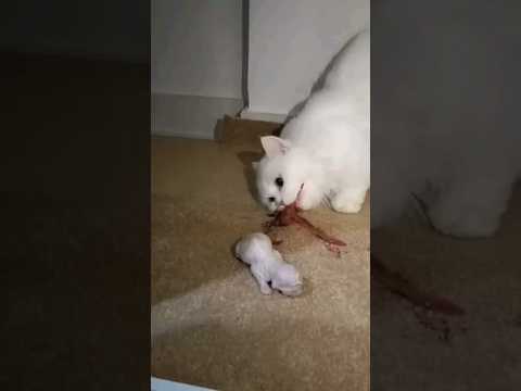 SkinWalker Disguised As Animals ☢️ PRT-25 #viral #ytshorts