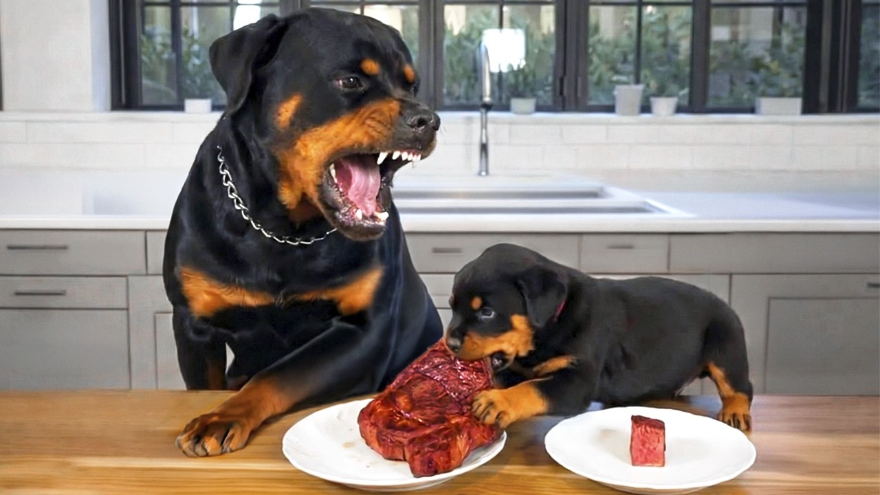 Funny Dogs Trying to Be Parents for the First Time