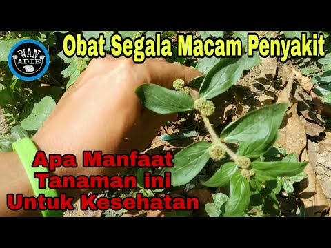 Khasiat tanaman patikan kebo | KASKUS