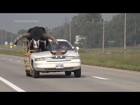 Yep…That’s a Bull Riding Shotgun In Nebraska - Classic Country 100.9