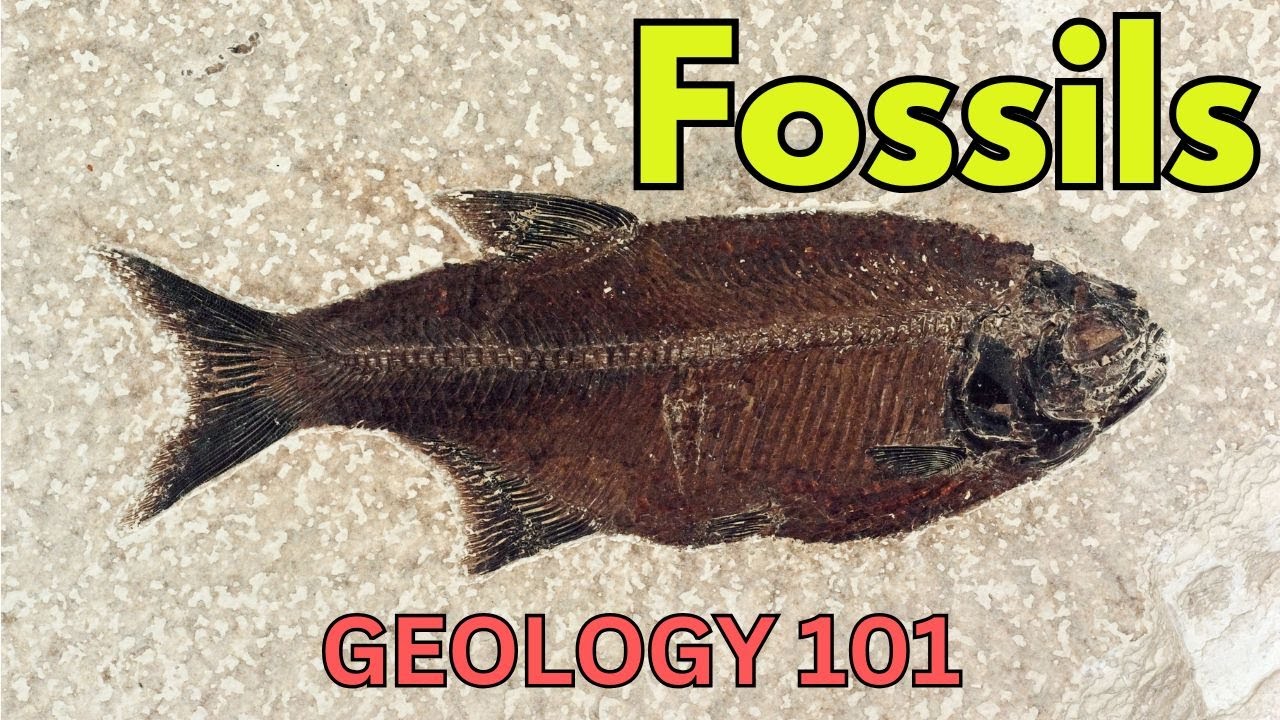 Geology 101 with Willsey, Episode #21: Fossils