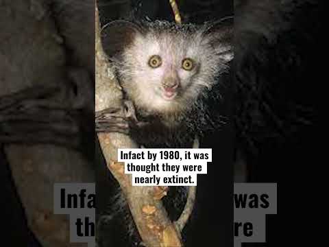 Madagascar’s Legend Of The Aye-Aye. Is it True? #facts #wildlife #legend #shorts