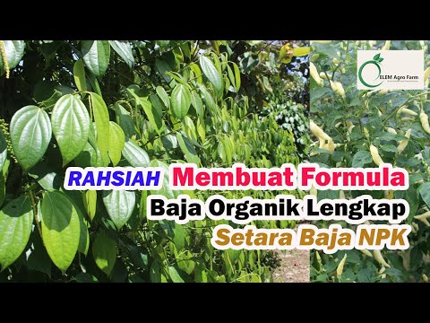 #RAHSIAH MEMBUAT FORMULA #BAJA #ORGANIK SETARA BAJA #NPK #SUBUR #BUNGA DAN #BUAH #CILI