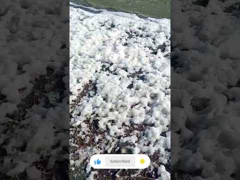 Nature in Jamaica π―π²ππ - Salt Pond #shorts #jamaica #viral #nature #offgrid
