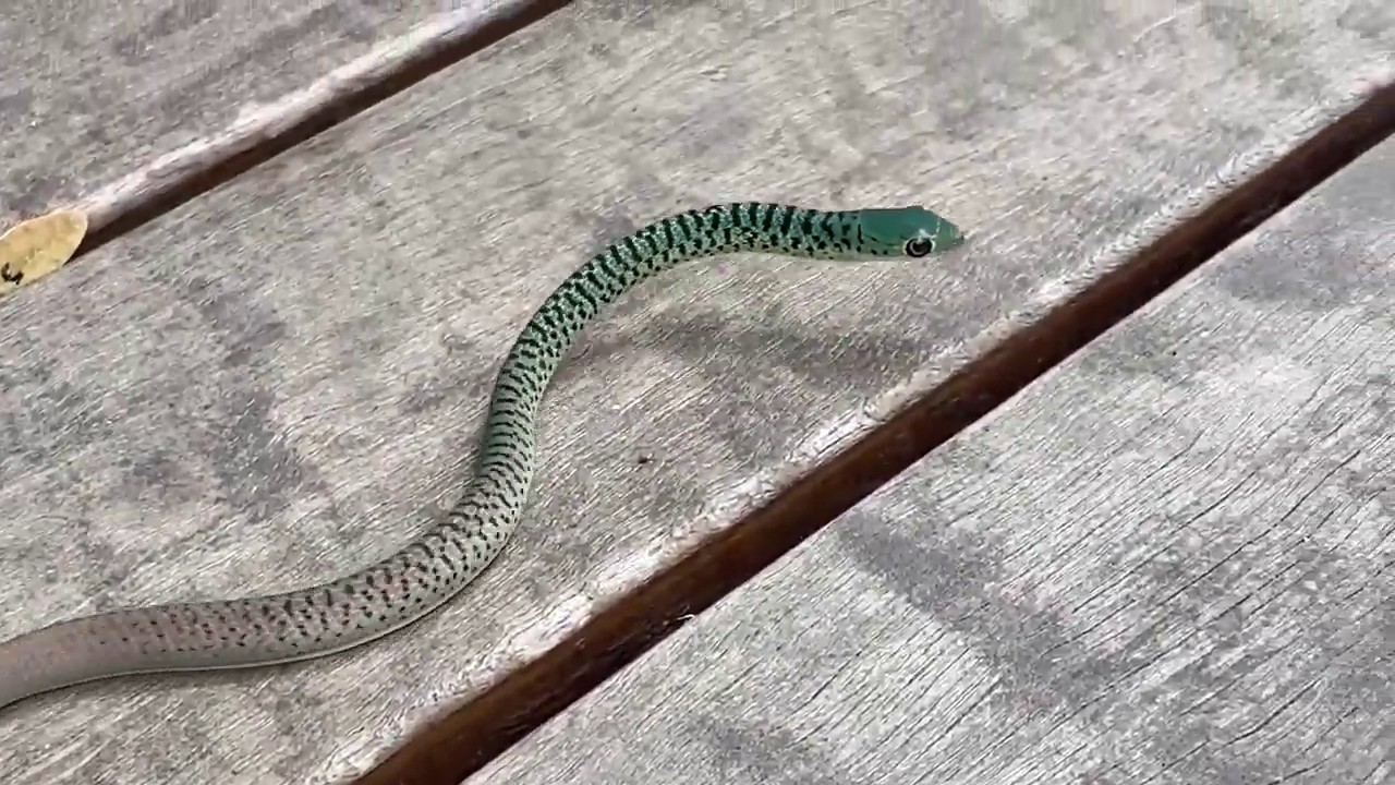 Spotted bush snake