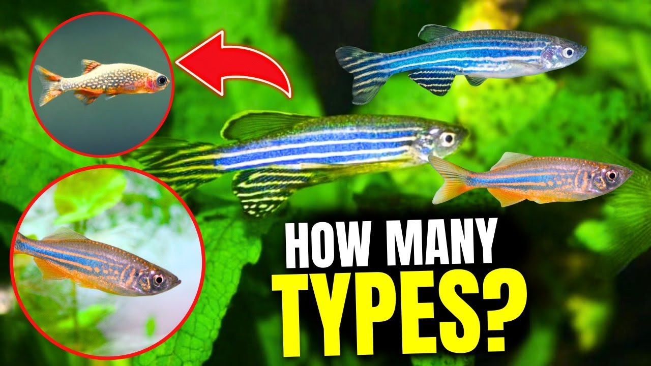 Here Are The 9 BEST Types of Danios