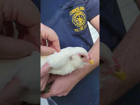 Everyone Meet Claudia The Chicken! She's An All White Americana!