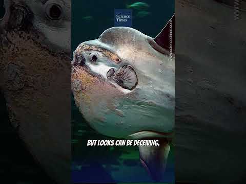 Giant Ocean Sunfish Caught on Camera Impersonating a Shark, but Mimicry Was Coincidental, Expert Sa