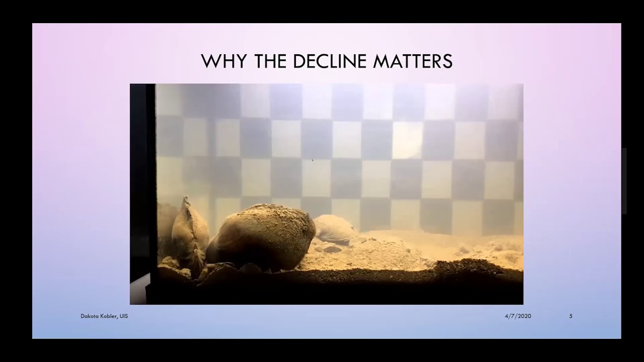 Why Mussels Matter