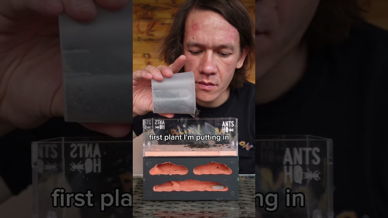 this is an antfarm AND a terrarium