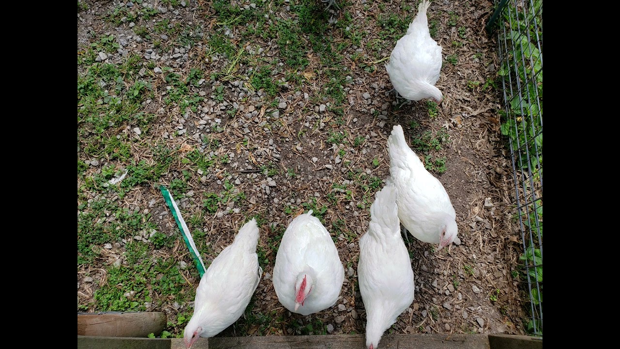 Overview of selective breeding in chickens, specifically American Bresse