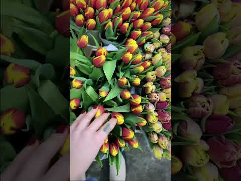#shorts In Love With Tulips 🌷 SONORE GREENS 🌷 #nature #flowers