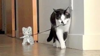 The 30 Most Important Cats Of 2013