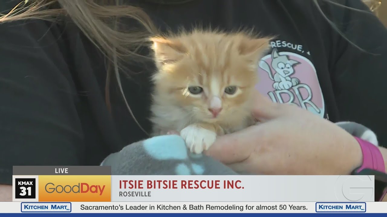 National Dog Mom's Day at Itsie Bitsie Rescue Inc.