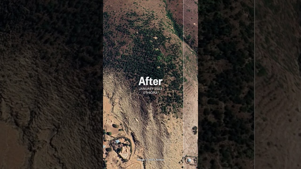 Watch these trees grow back🌳