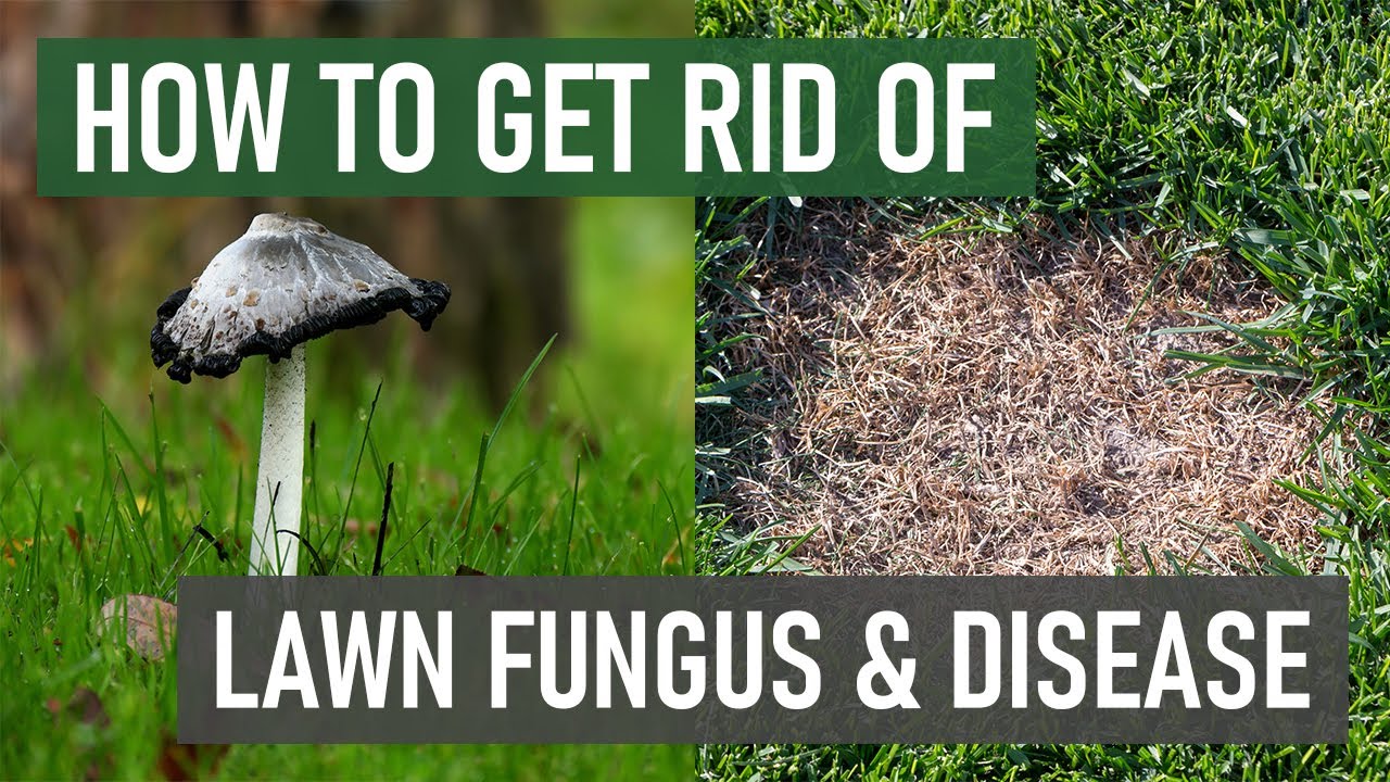 Lawn Disease & Fungus Control: How to Get Rid of Lawn Diseases