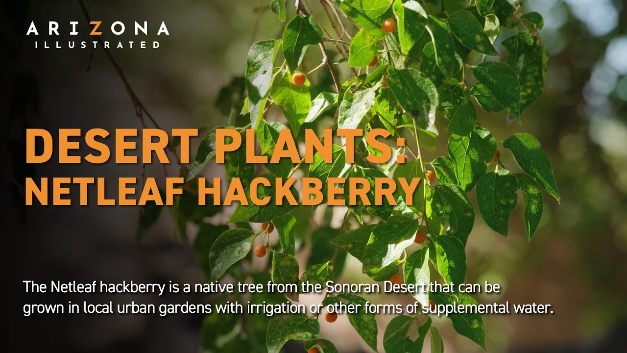 Native Netleaf hackberry trees are terrific for urban gardens and pollinators in the US southwest.