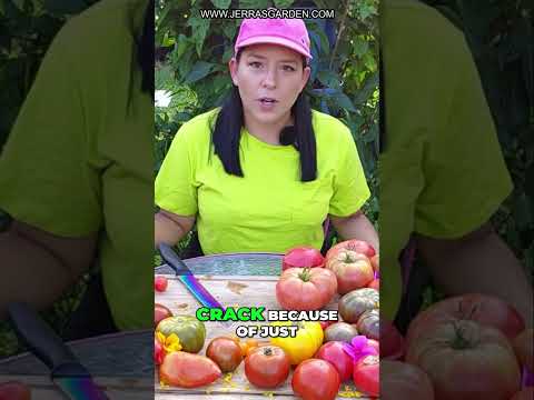 Marglobe Heirloom Tomato Review & Taste Test