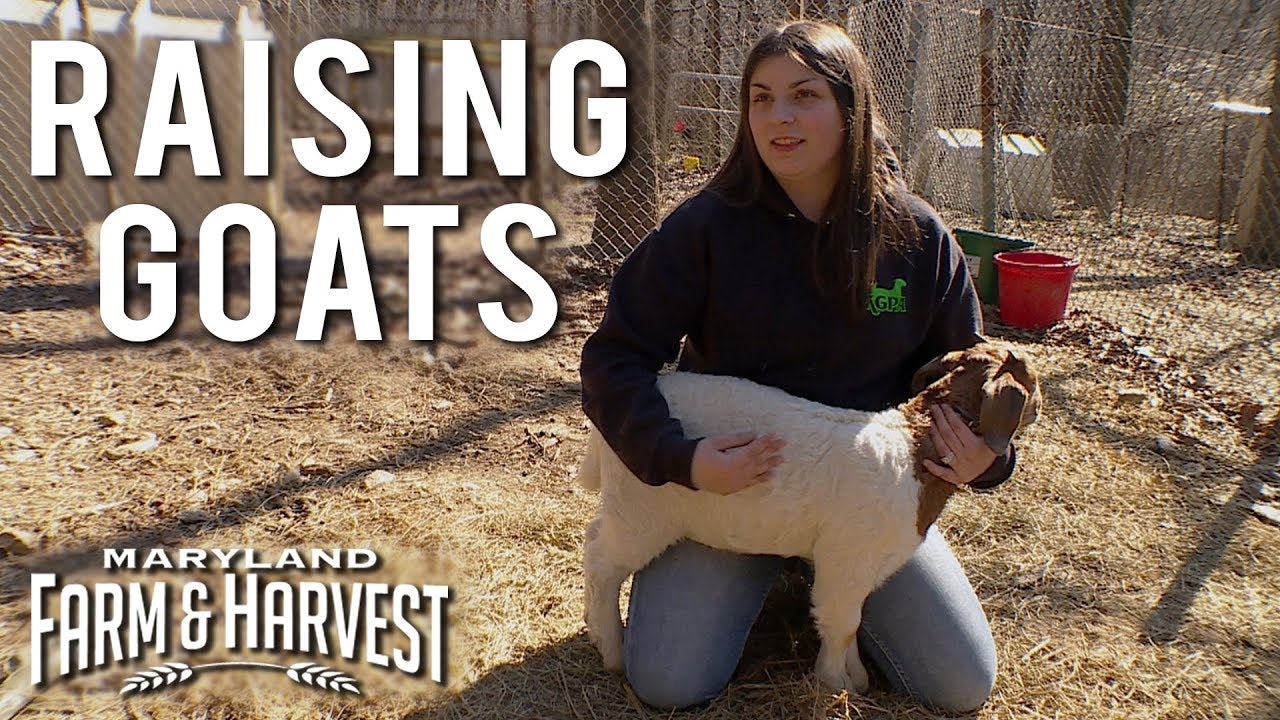 Raising Goats for 4H | Maryland Farm & Harvest