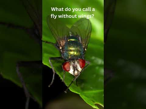 What do you call a fly without wings