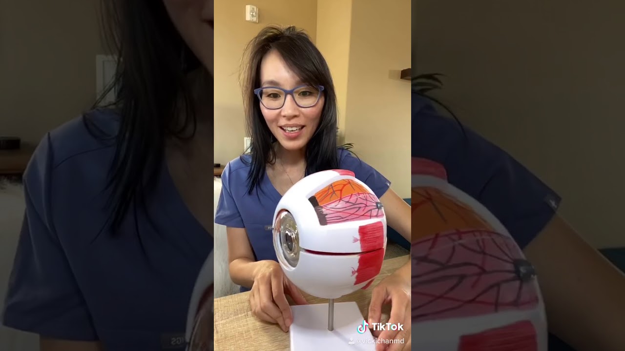 Basic Eye Anatomy by Vicki Chan MD